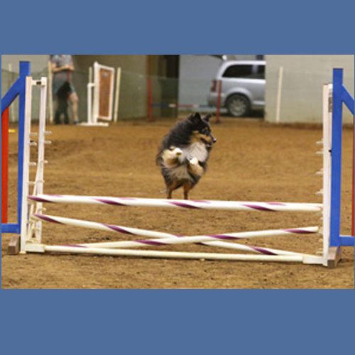Whats New at Jandale Shelties