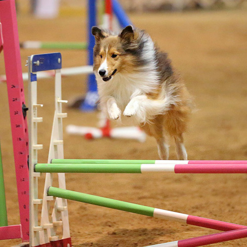 Whats New at Jandale Shelties