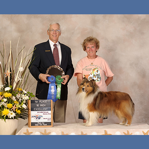Whats New at Jandale Shelties