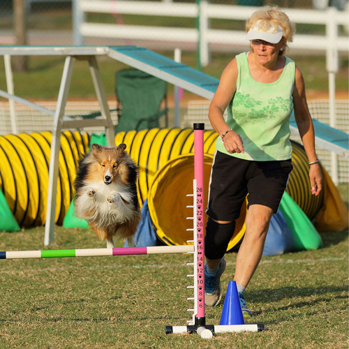 Whats New at Jandale Shelties