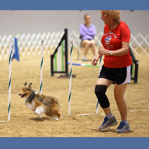 Whats New at Jandale Shelties